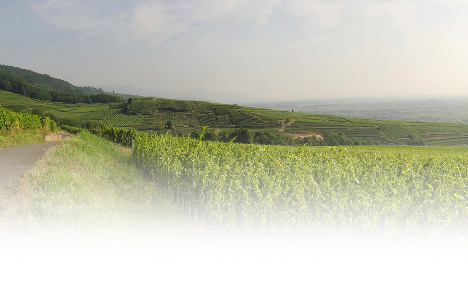 We got the High Environmental Value Certificate - Les Vins d'Alsace ...