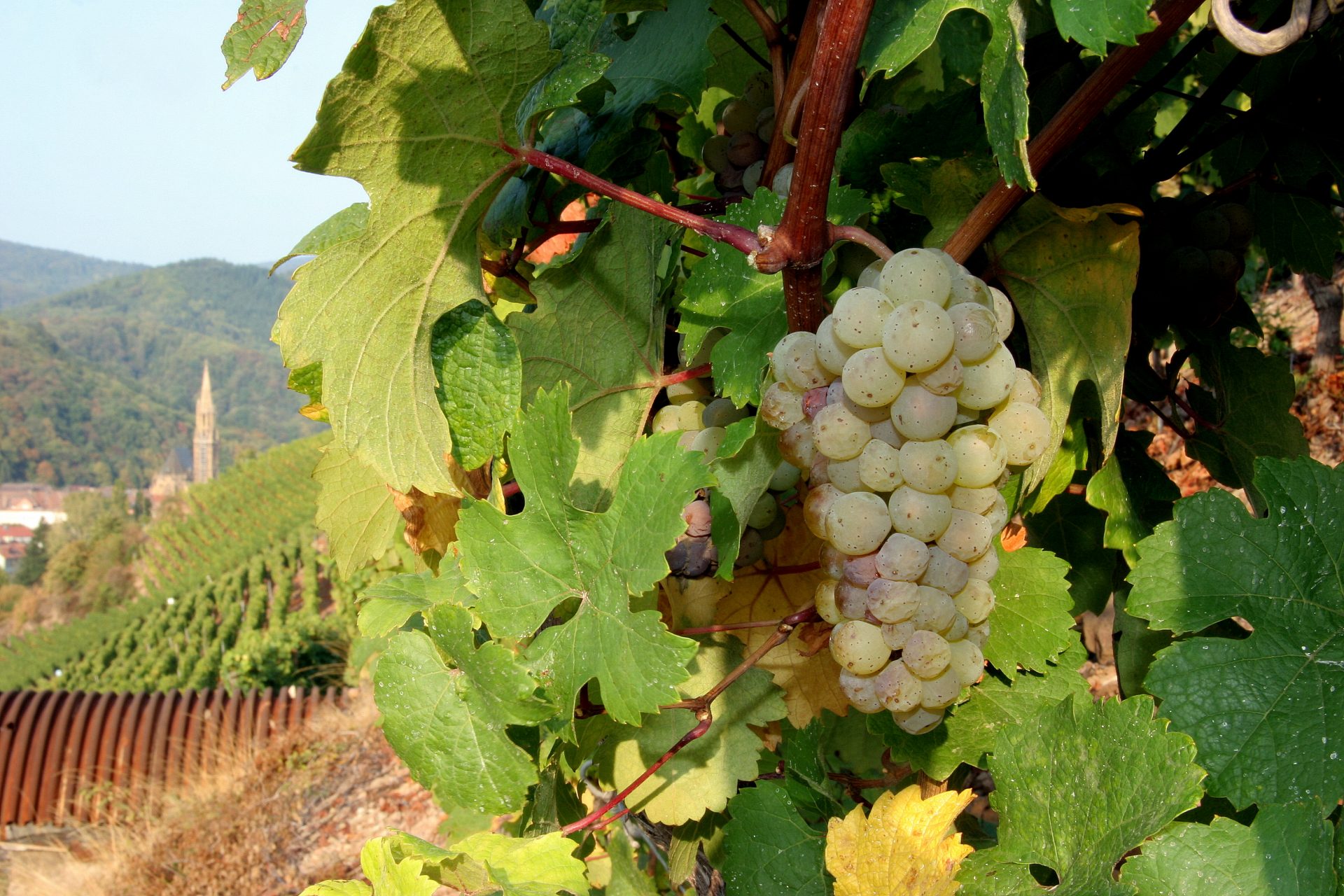 Rangen de Thann - Les Vins d'Alsace Bruno Hertz à Eguisheim