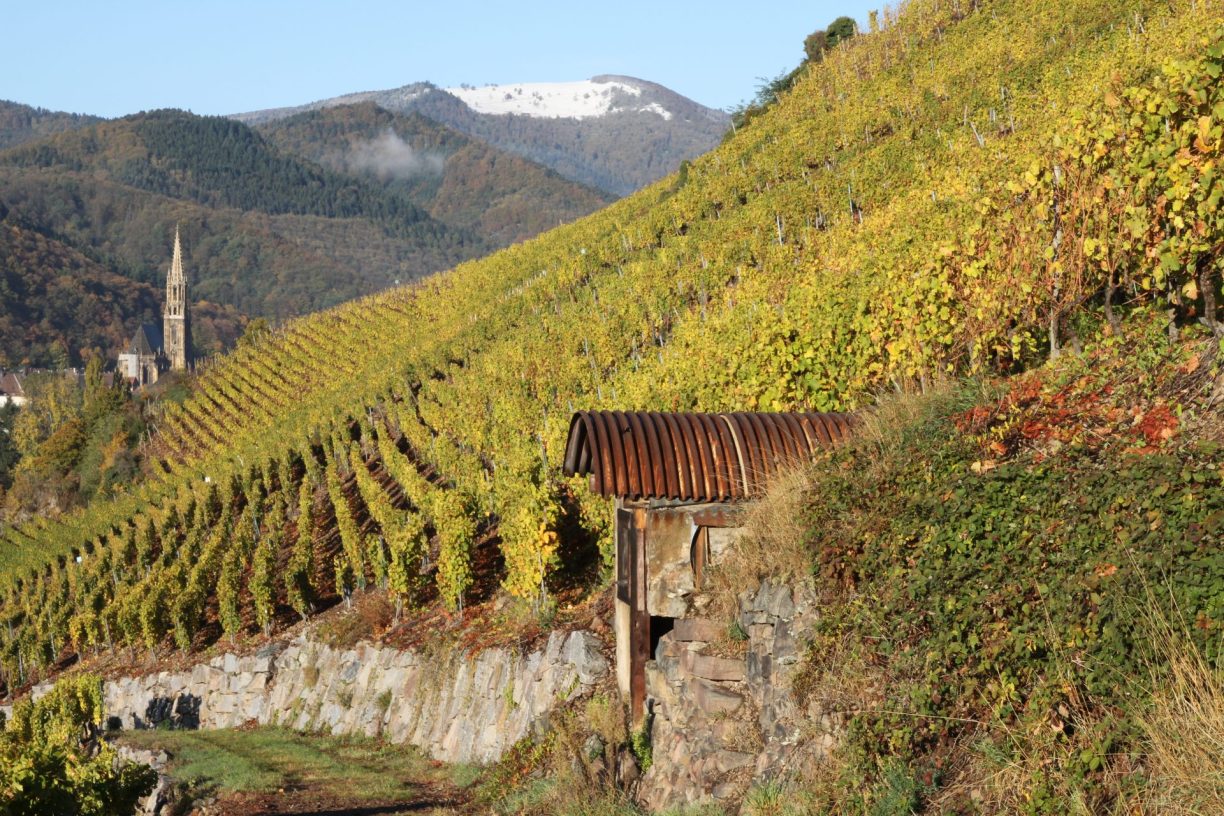 Rangen de Thann - Les Vins d'Alsace Bruno Hertz à Eguisheim